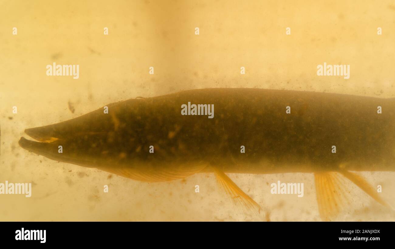 Young Pike in the pond with reduced transparency, portrait half-length ...