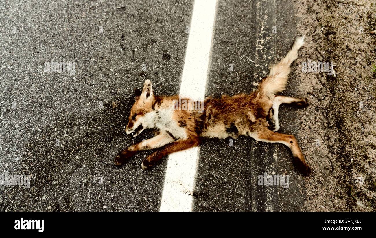 Animals hit on the roads by cars. A European fox (Vulpes vulpes) Red ...