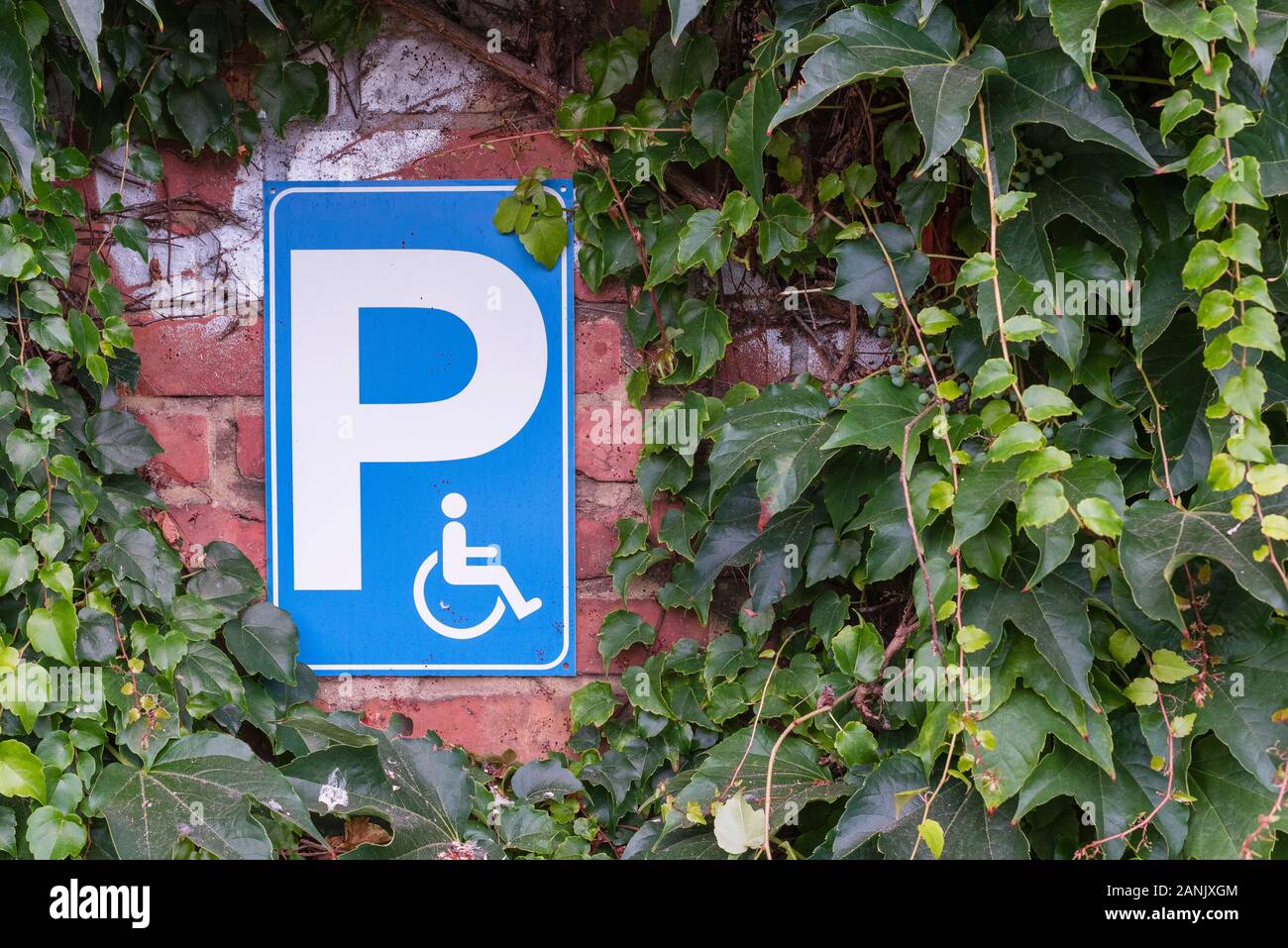 A sign for disabled parking spaces overgrown by vine plants ...