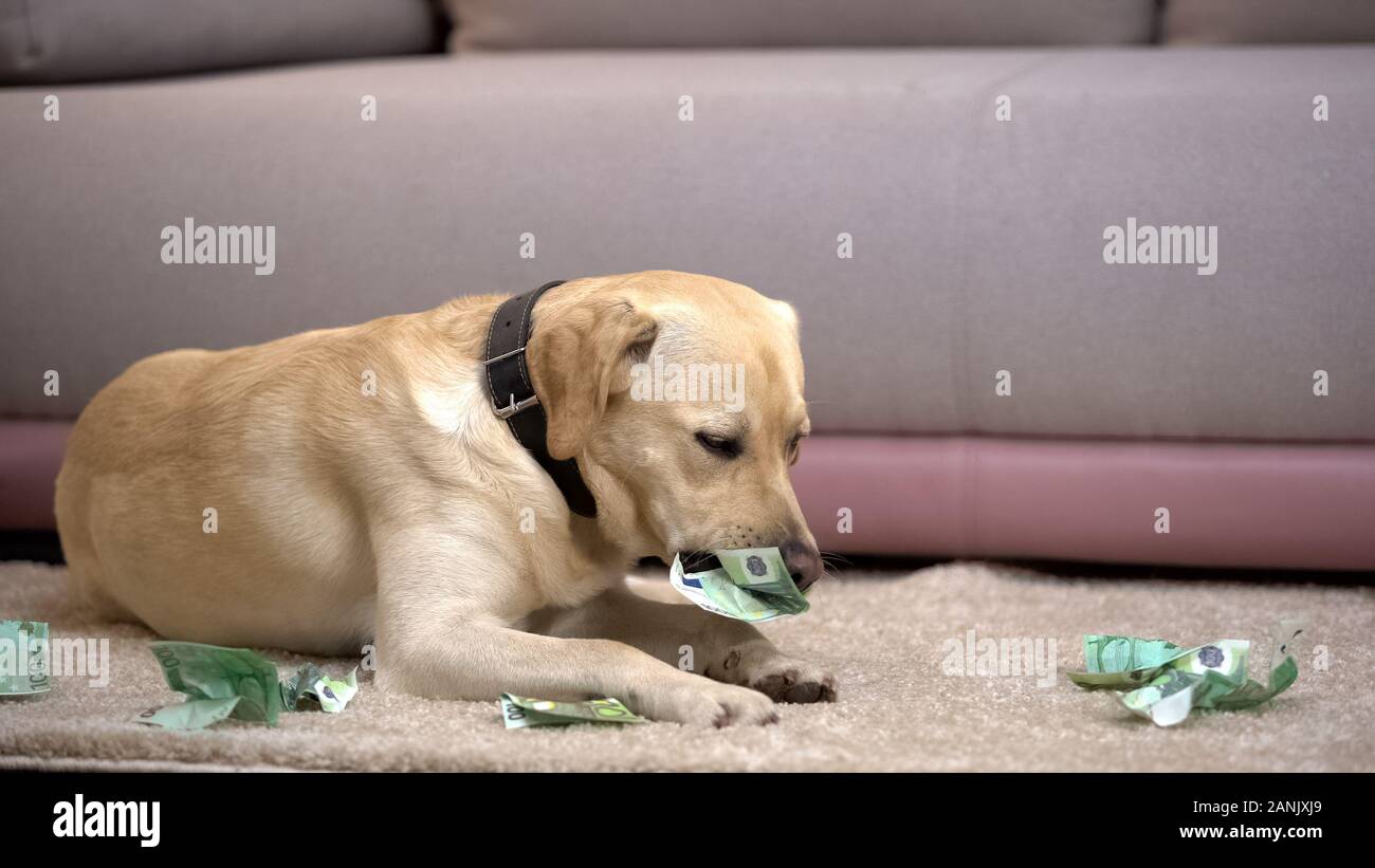 Her disobedient pet hi-res stock photography and images - Alamy
