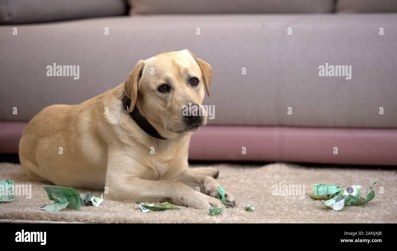 Misbehave hi-res stock photography and images - Alamy