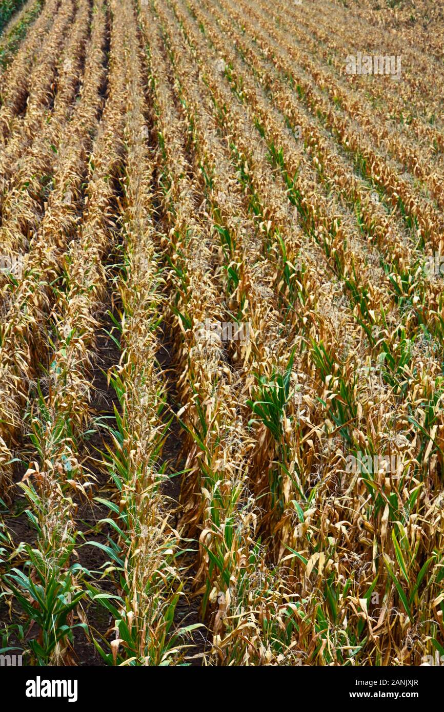 Straight rows of growing corn. Grain production in the Northern regions ...