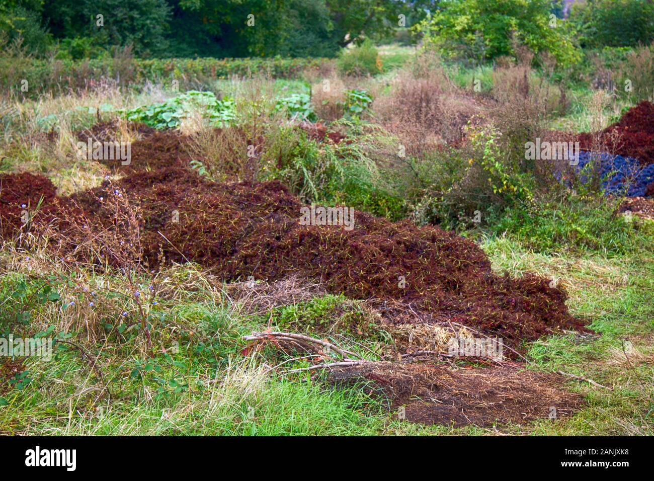 The process of collecting wine grapes. Bunch of grapes cleared of ...