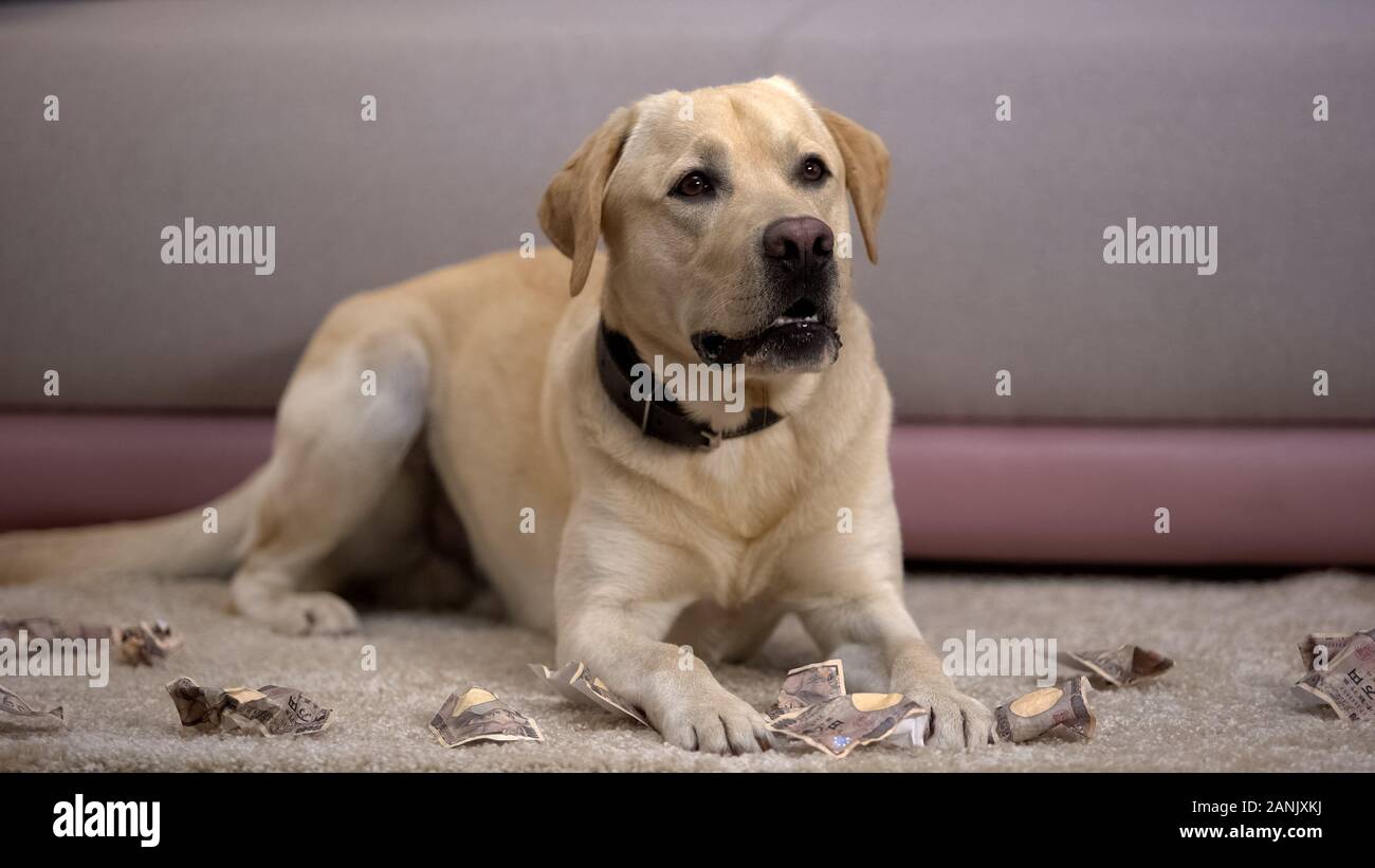 Pet misbehavior, funny labrador dog lying near torn japanese yen ...