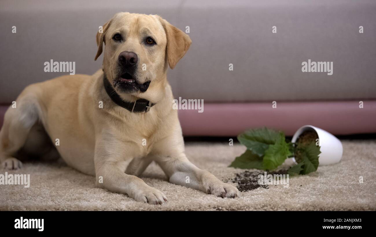 Funny labrador retriever hi-res stock photography and images - Alamy