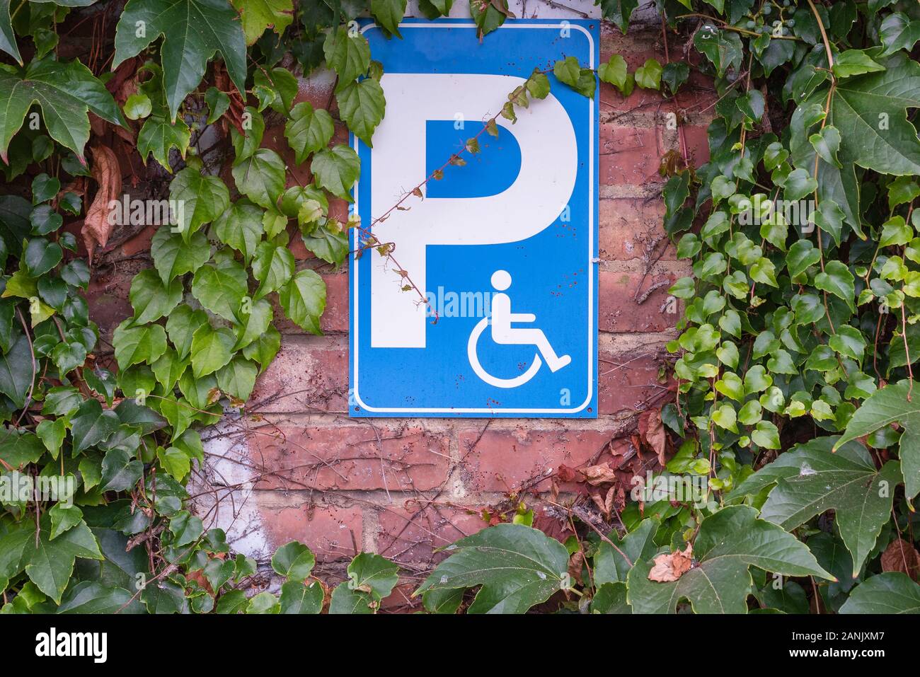 A sign for disabled parking spaces overgrown by vine plants ...