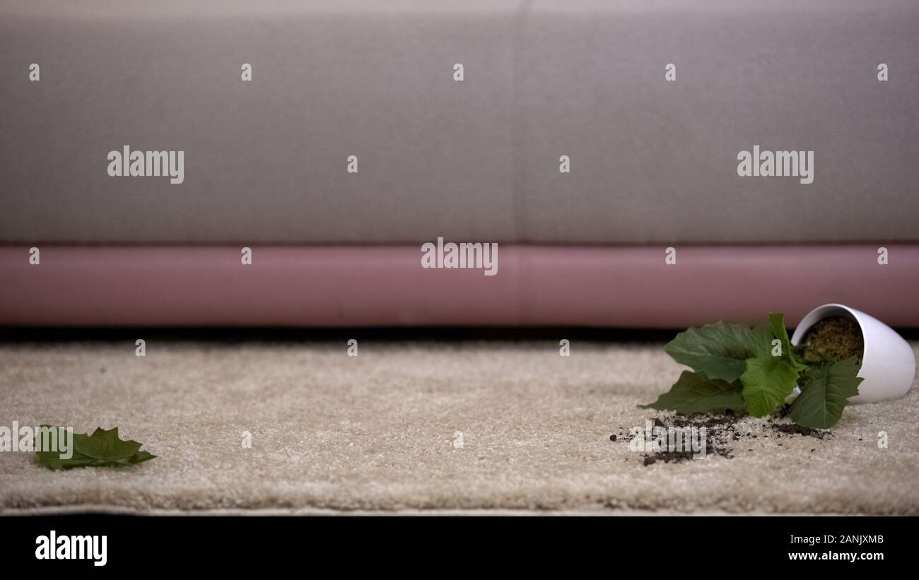 Broken potted plant lying on carpet, kids or pet misbehavior, cleaning ...