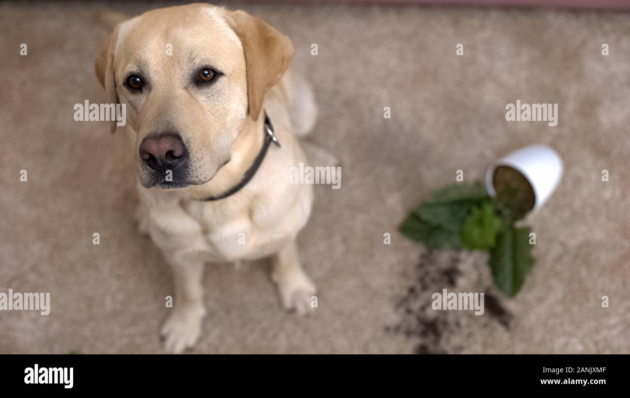 Funny labrador retriever hi-res stock photography and images - Alamy