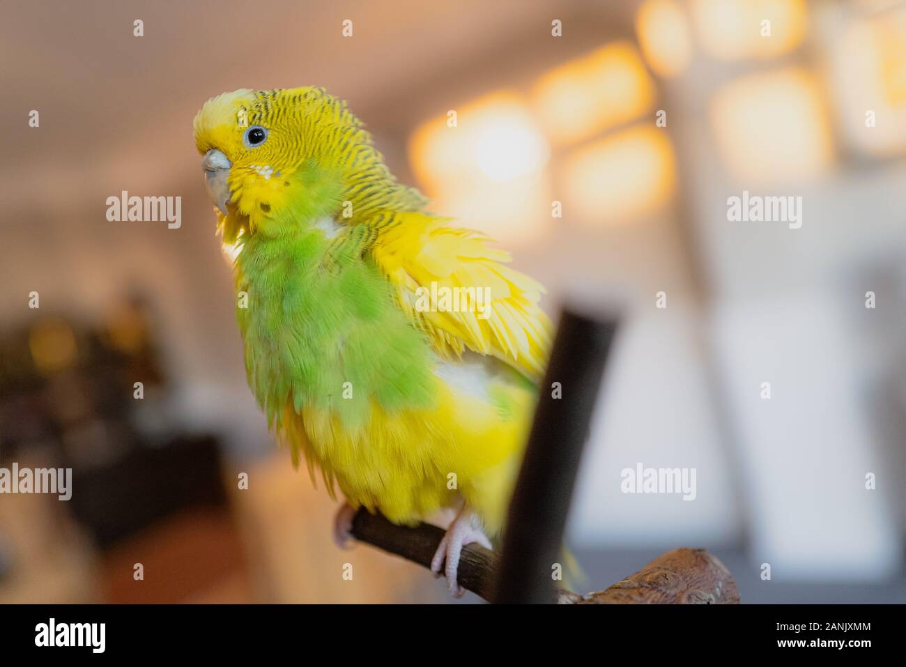 Cute fluffy yellow and green budgerigar parakeet sitting on a perch ...