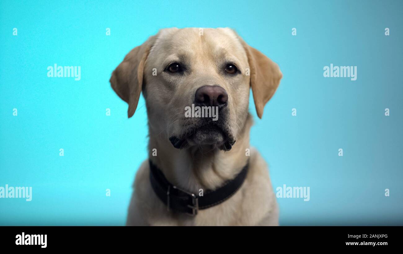 Cute thoroughbred dog posing against blue background, labrador ...