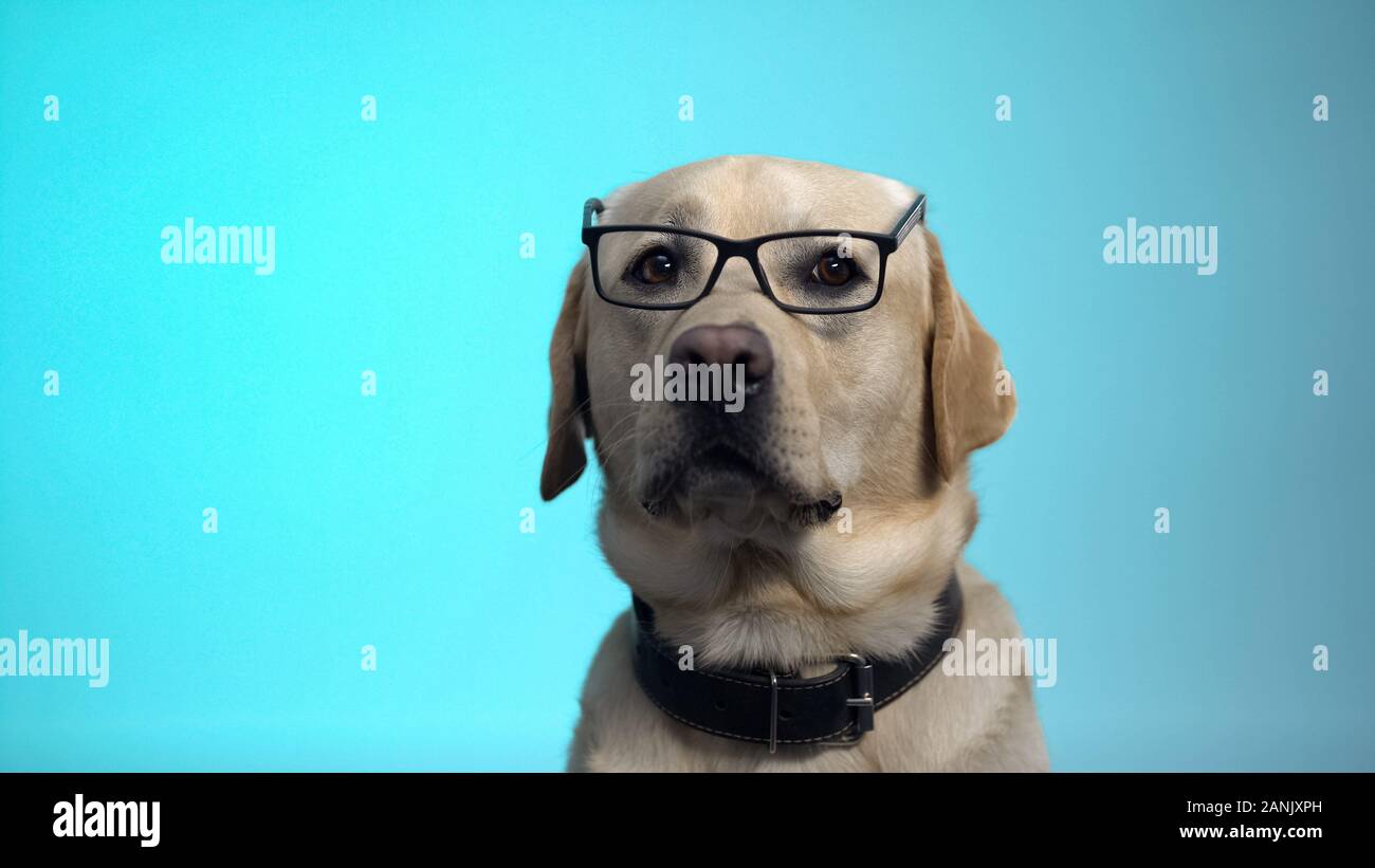 Funny dog professor in eyeglasses posing for camera, blue background ...
