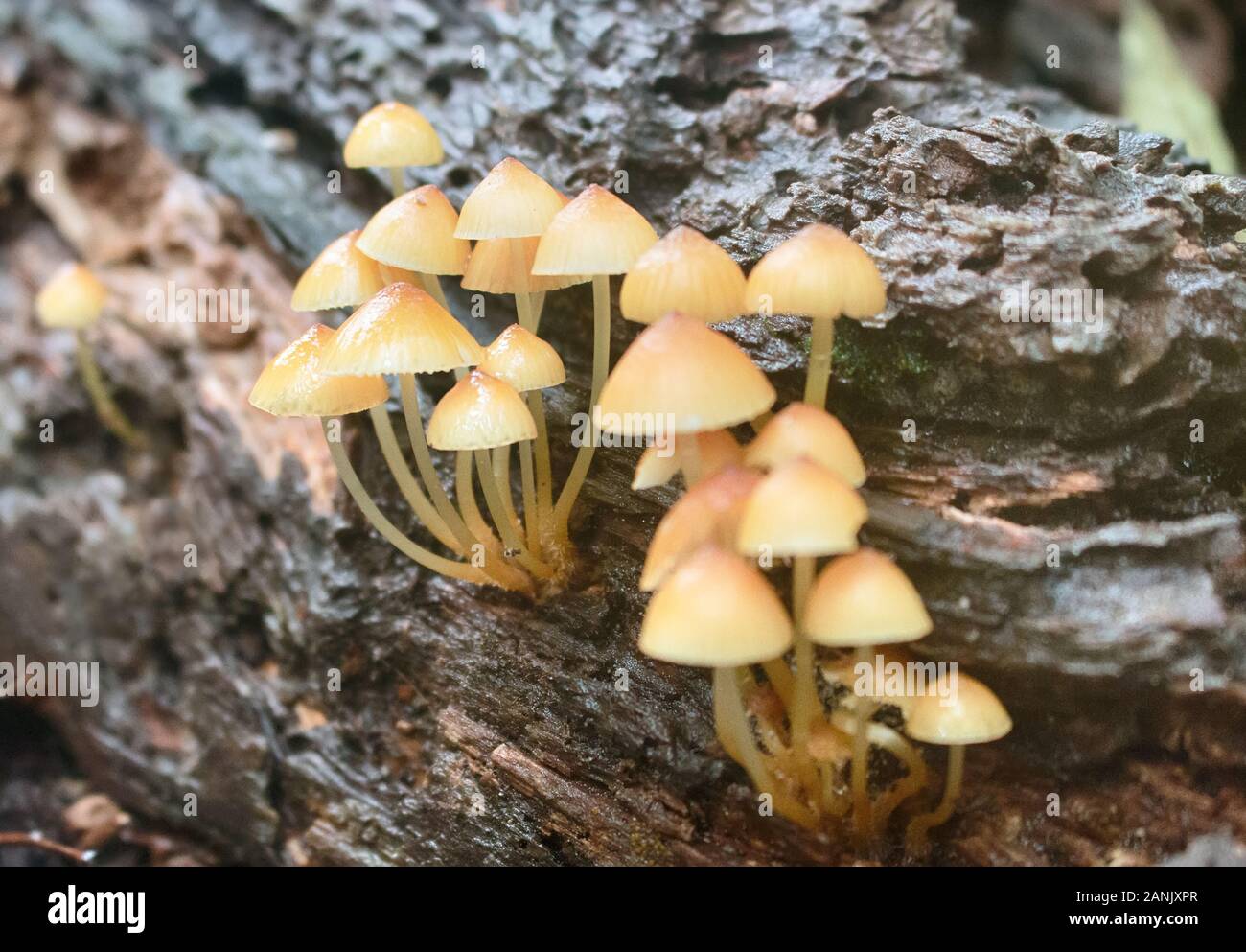 Mycena mushrooms (Mycena renati) in a wood. It can be seen on rotted ...