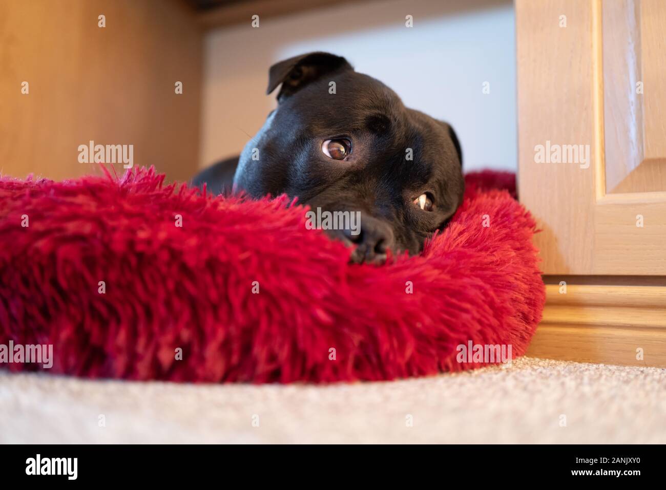 Raised eyebrows hi-res stock photography and images - Alamy