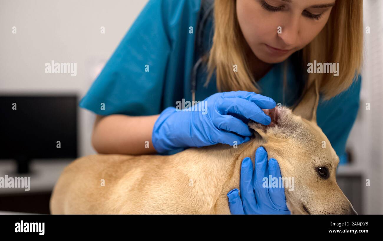 Female veterinarian checking dog ears, hygienic procedure, disease ...