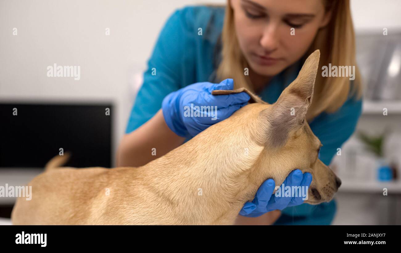 Professional veterinarian checking dogs ears, preventive wellness ...