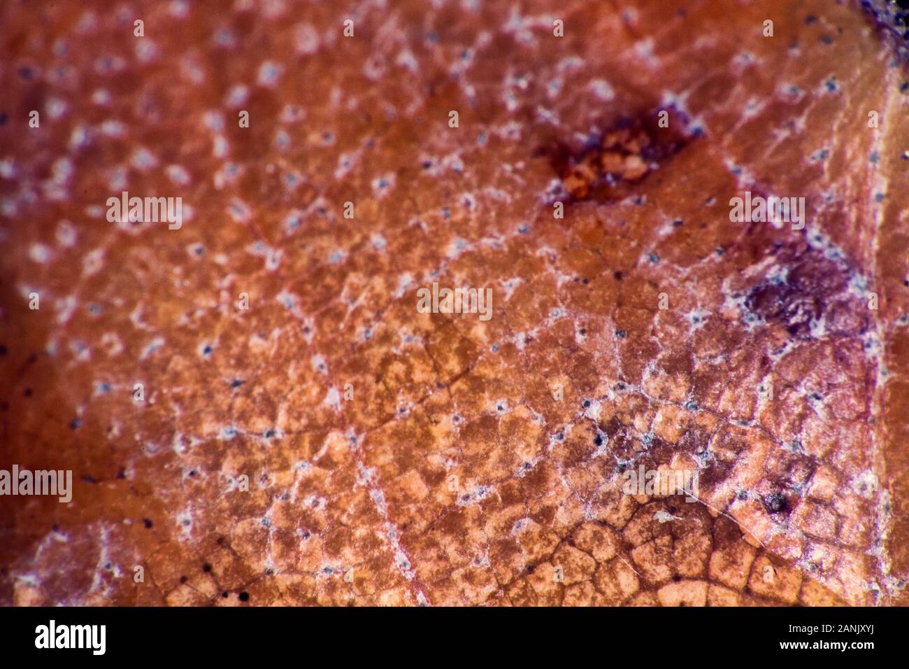 Late autumn. Frozen autumn leaves red, venation and cells under ice and ...