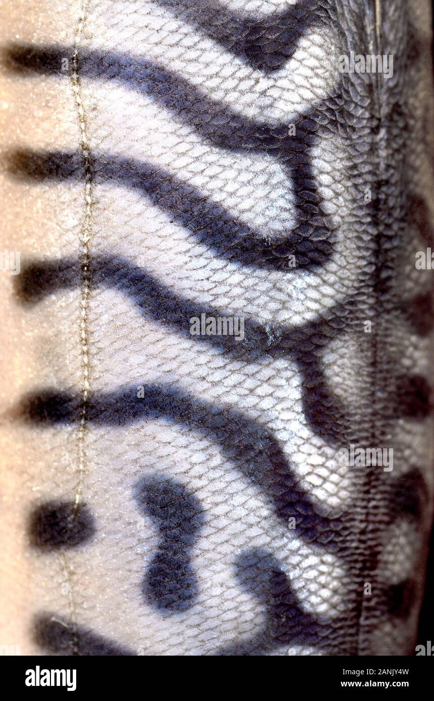 Fish skin pattern hi-res stock photography and images - Alamy