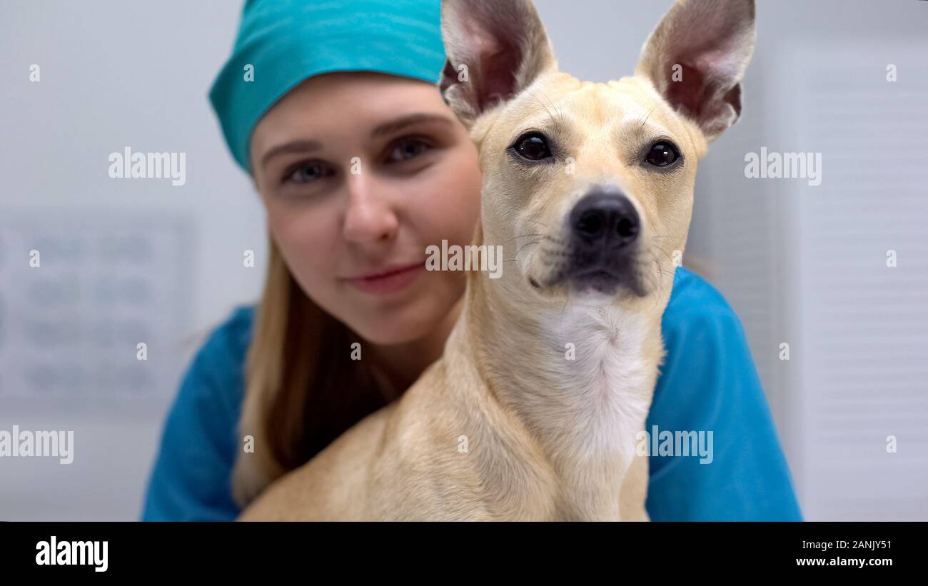 Smiling vet doctor with funny dog posing on camera, professional pet ...