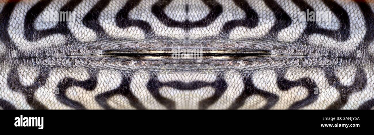 Fresh mackerel skin - reflected Stock Photo - Alamy