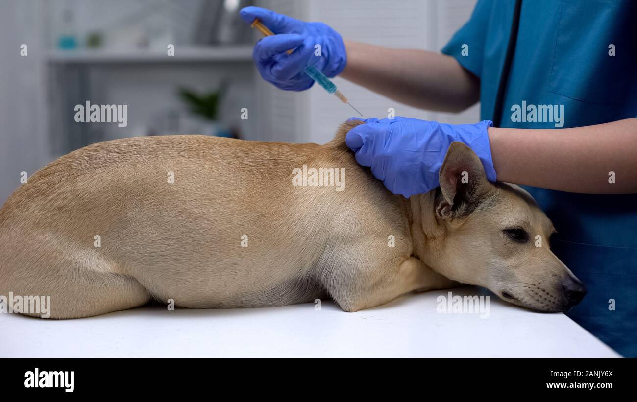 Pets vaccination hi-res stock photography and images - Alamy