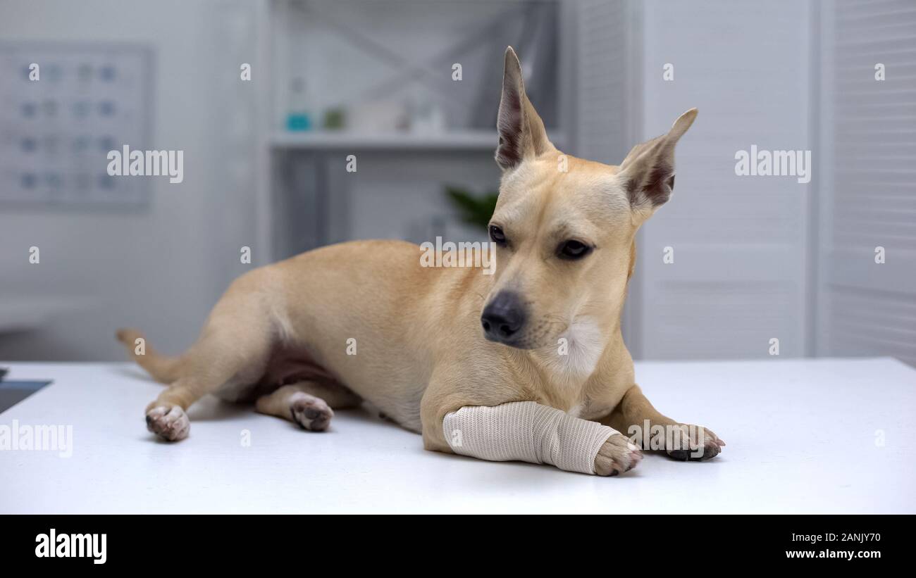 Injured dog with wrapped paw lying on animal clinic table, first aid ...