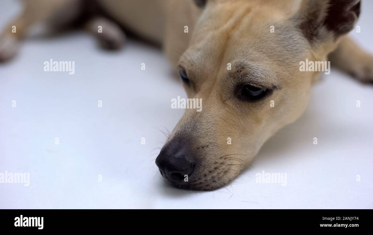 Sad homeless dog lying alone, waiting for owner at animal shelter, help ...