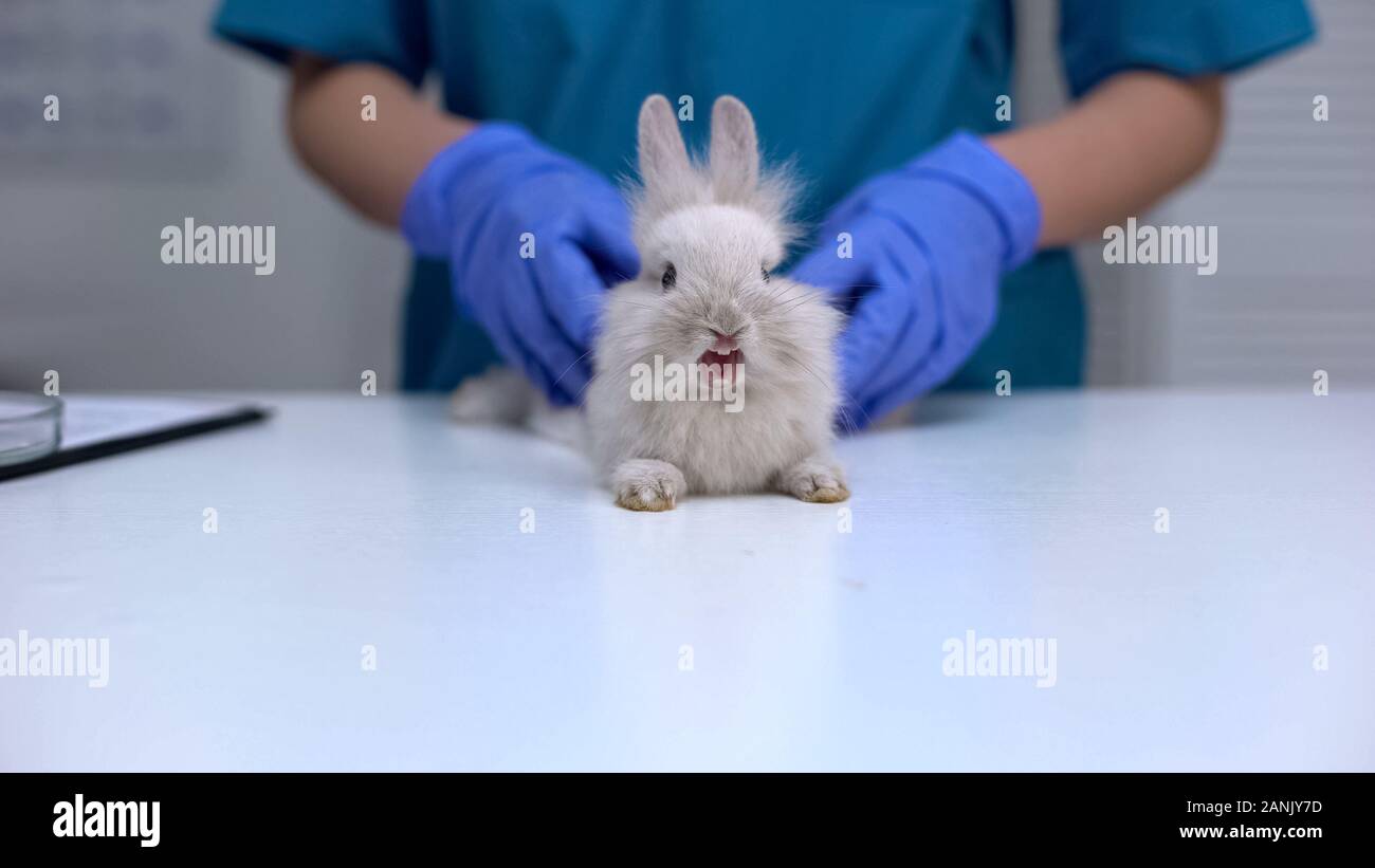 Rabbit yawning hi-res stock photography and images - Alamy