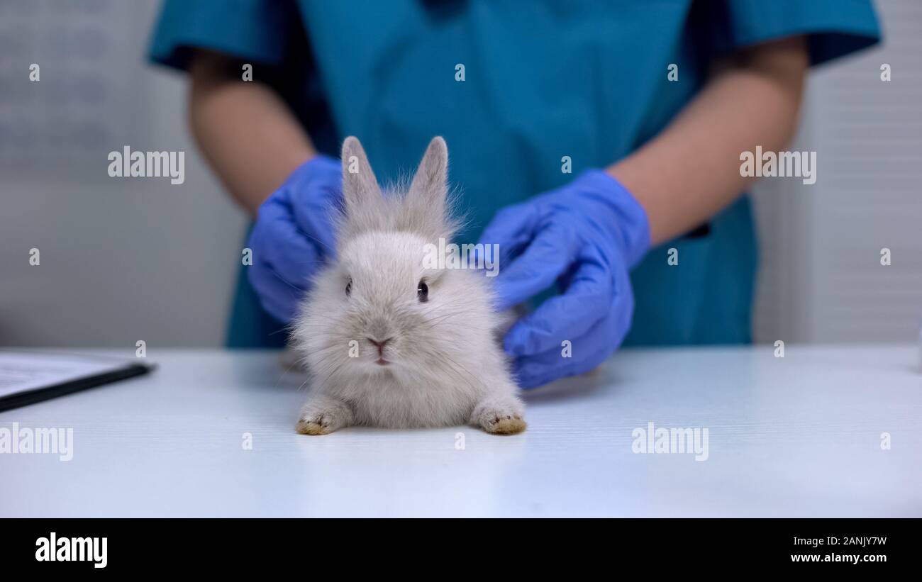 Vet checking rabbit fur for fleas or mites, annual pet healthcare exam ...