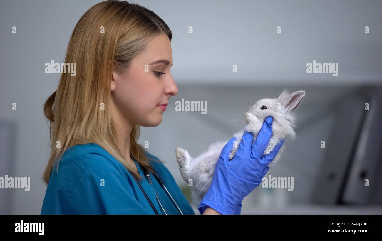 Professional veterinarian examining bunny hi-res stock photography and images - Alamy