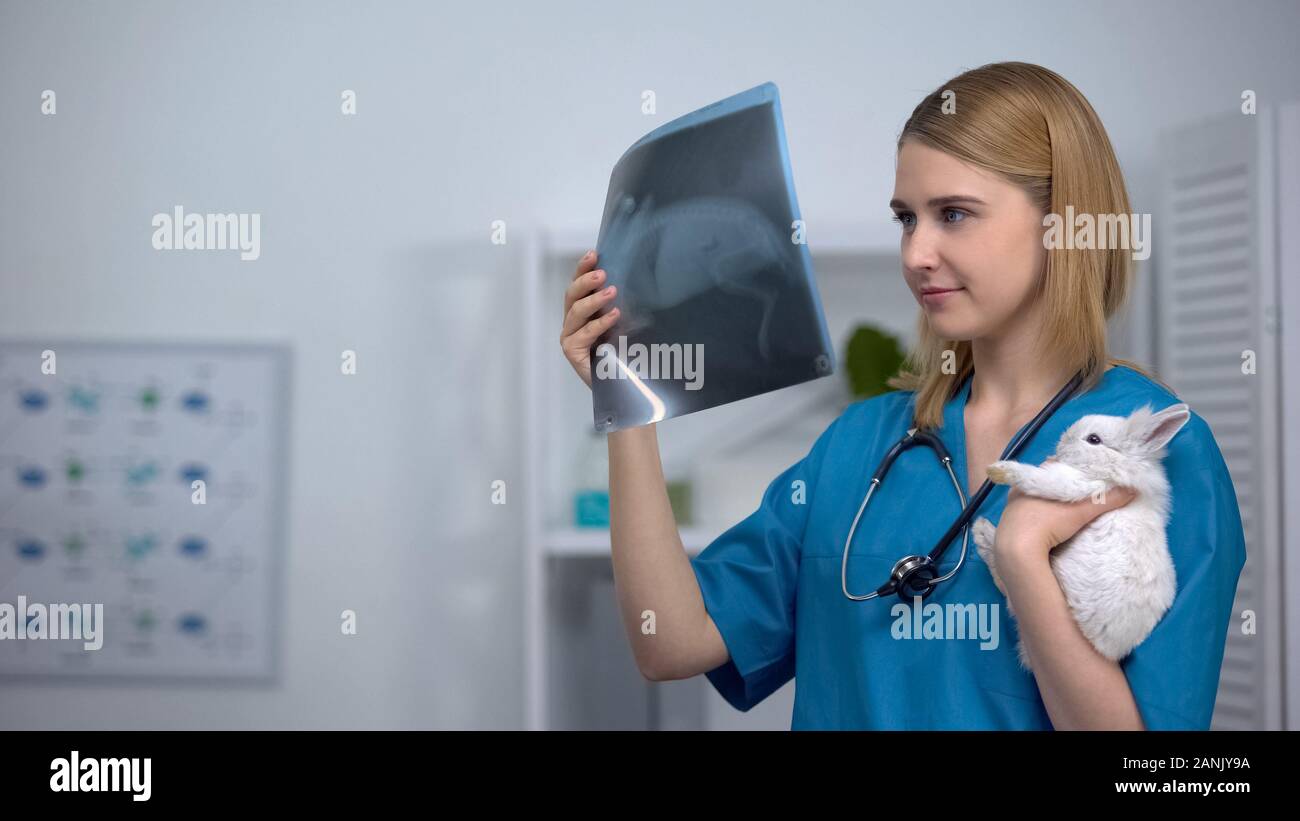 Female vet with rabbit looking at x-ray, diagnosis of tumors, chest ...