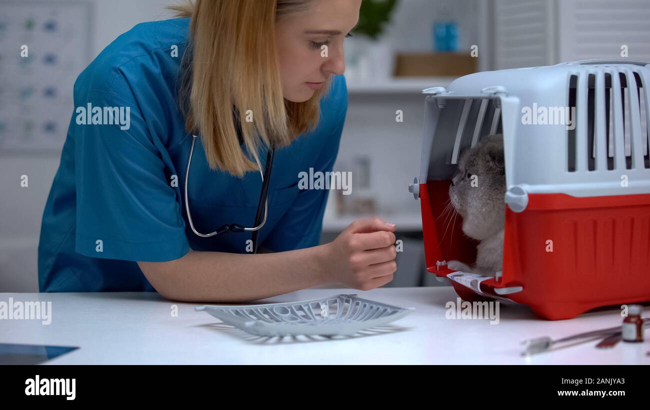 Professional female vet looking at cat after healthcare checkup ...