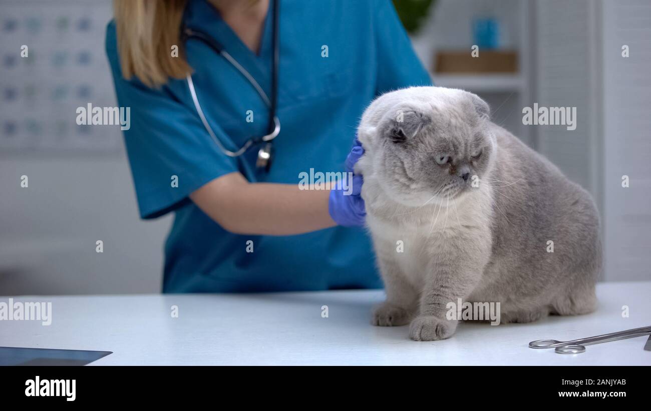 Calming pet hi-res stock photography and images - Alamy