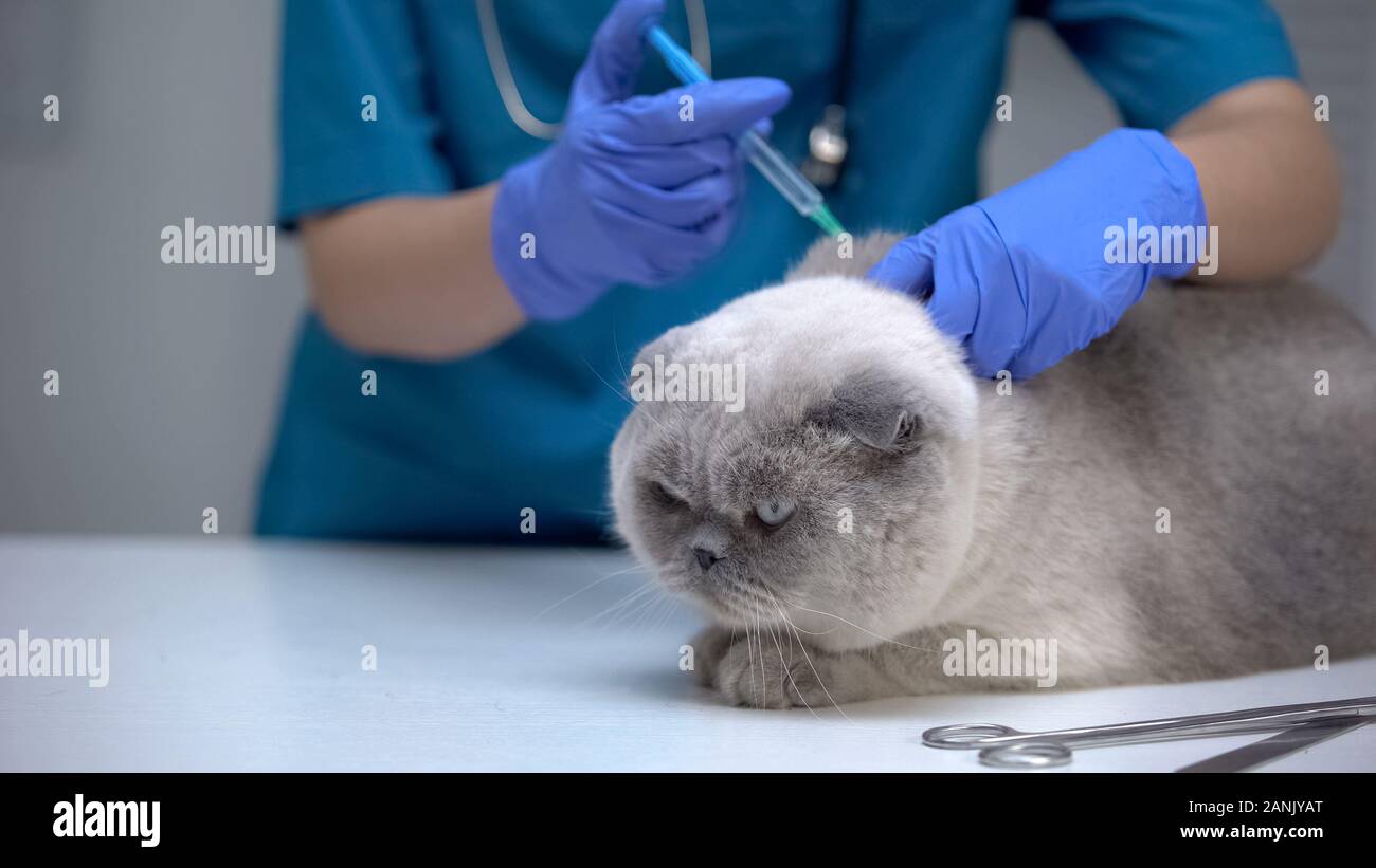 Vet injecting cat, doing vaccination against rabies, leukemia ...