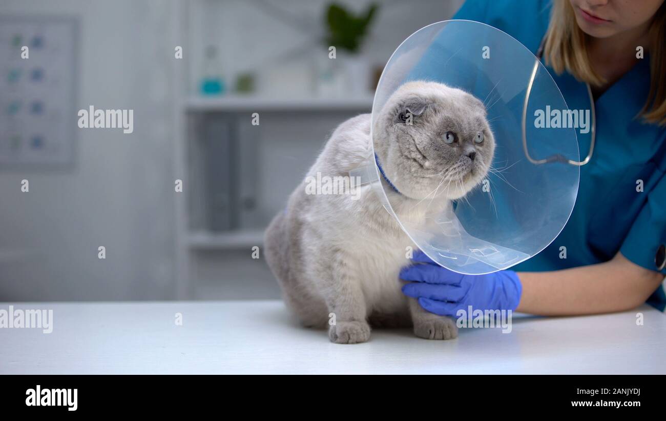 Neck cone cat hi-res stock photography and images - Alamy