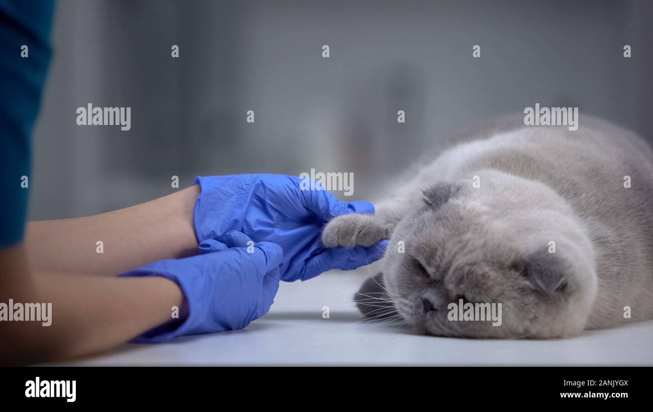 Vet looking for swelling in cat paws, pododermatitis prevention, health ...