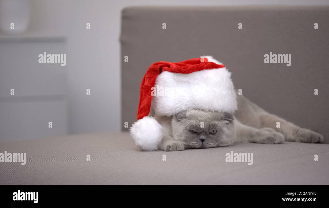 Angry Santa Cat High Resolution Stock Photography and Images - Alamy