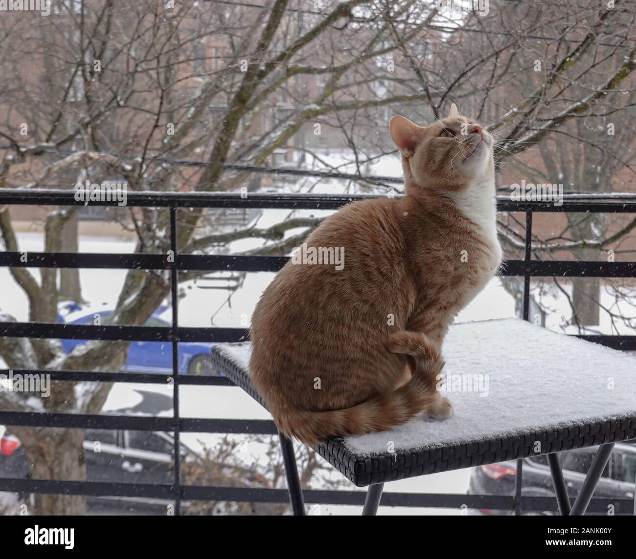 Male Tabby Cat High Resolution Stock Photography and Images - Alamy