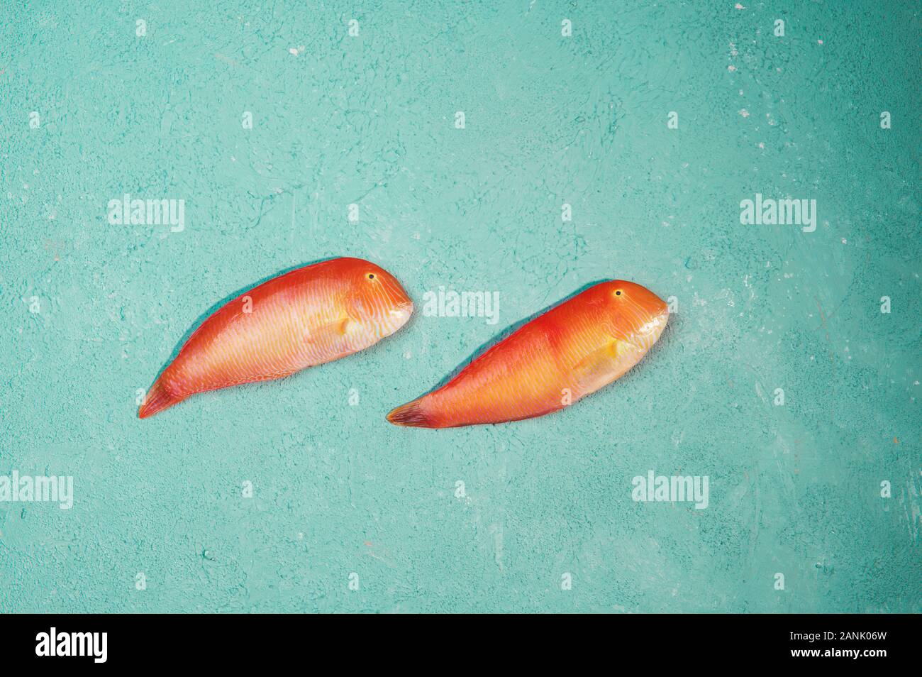 Beautiful tropical red sea fish Pearly razorfish on a turquoise or ...