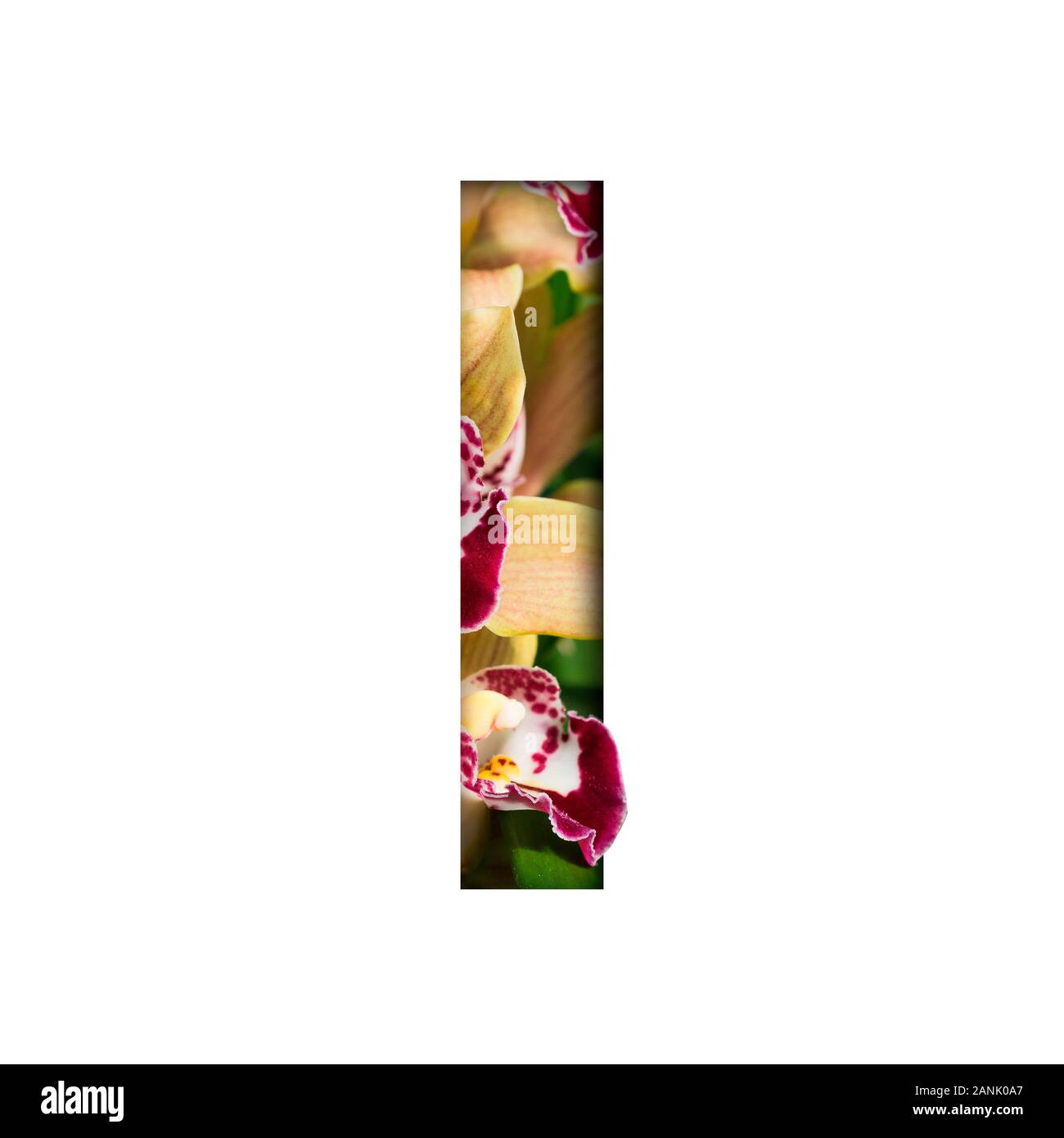 Flower font. Letter I made from natural flowers. Composition of ...