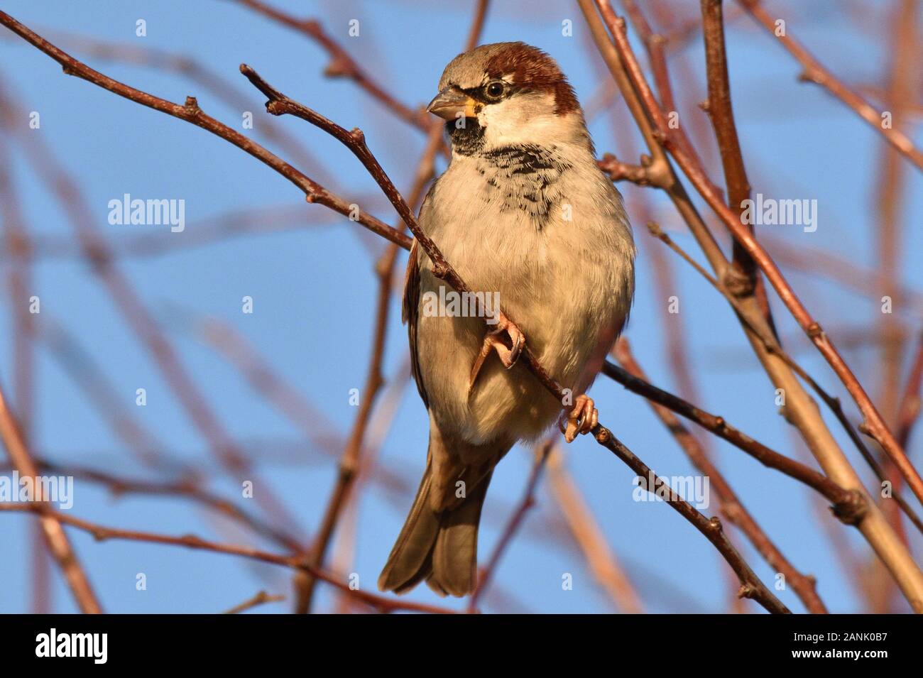 Uk house sparrow winter hi-res stock photography and images - Alamy