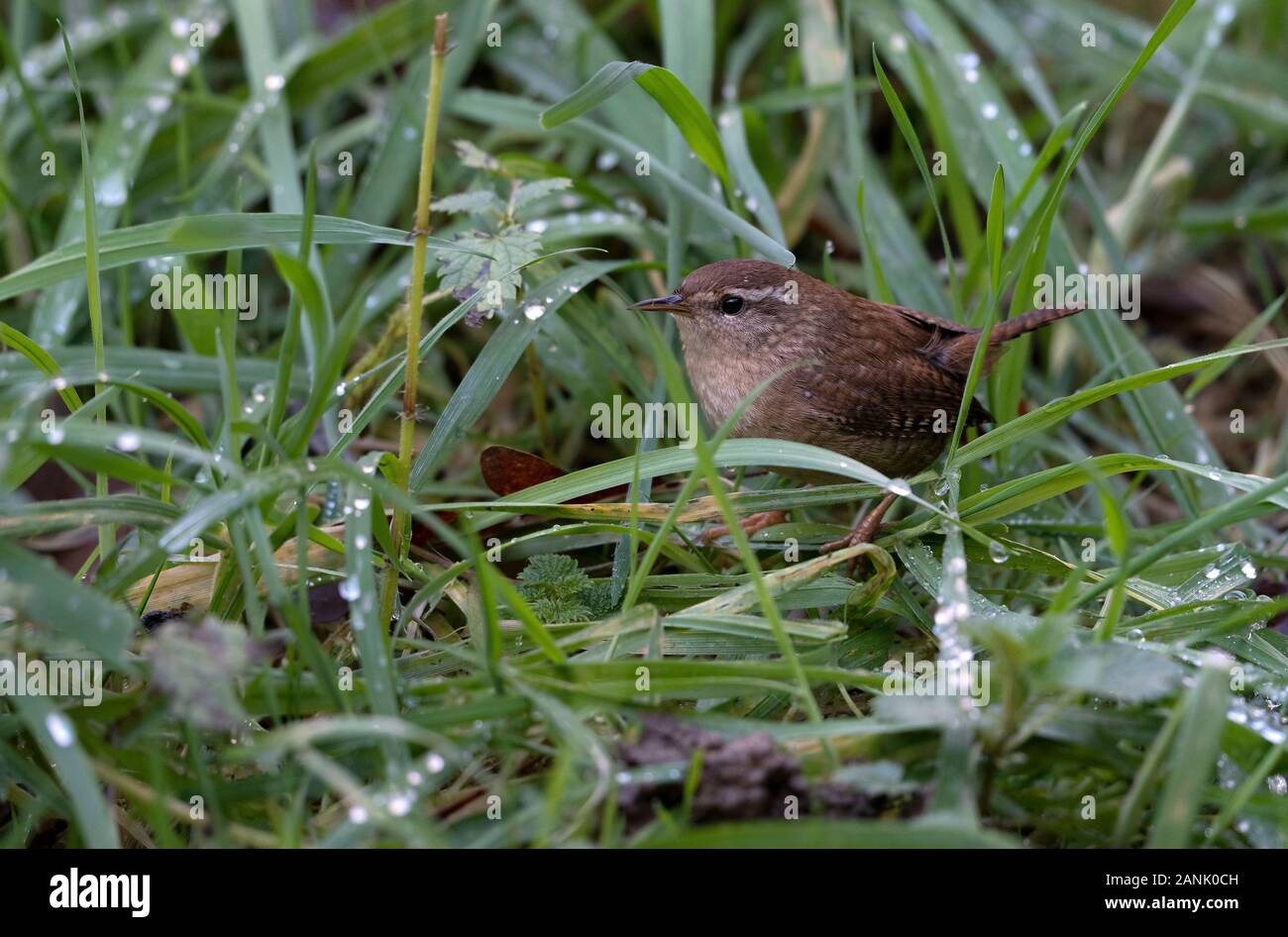 Wren troglodytes troglodytes bird hi-res stock photography and images ...