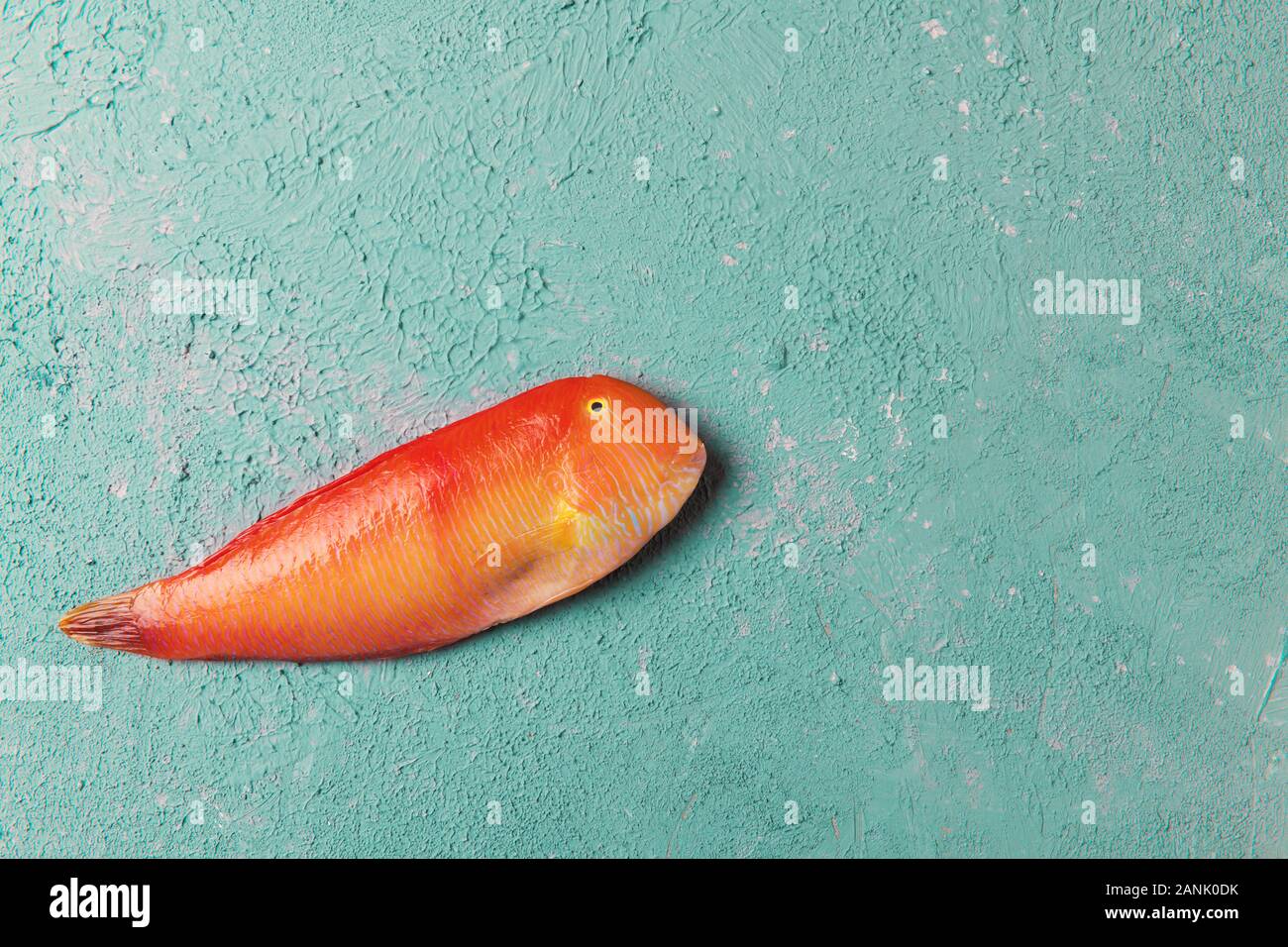 Beautiful tropical red sea fish Pearly razorfish on a turquoise or ...
