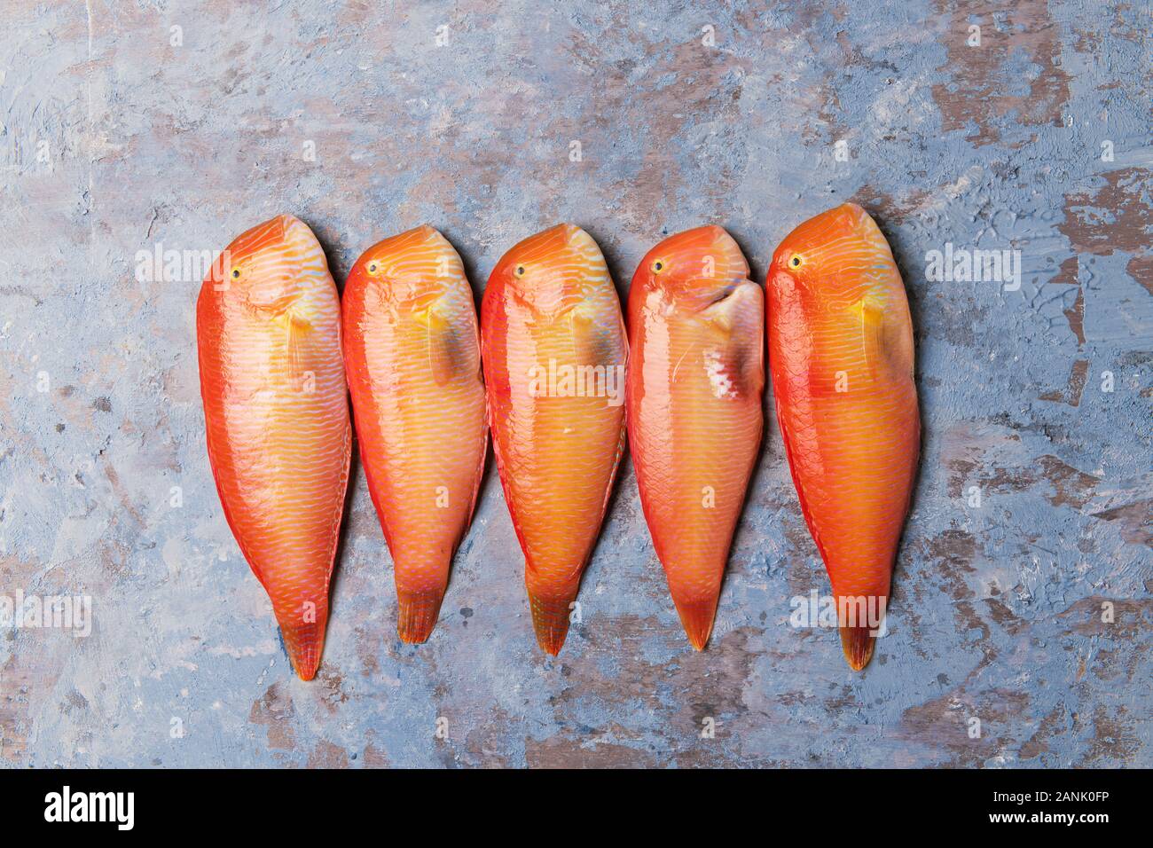 Beautiful tropical red sea fish Pearly razorfish on a blue background ...