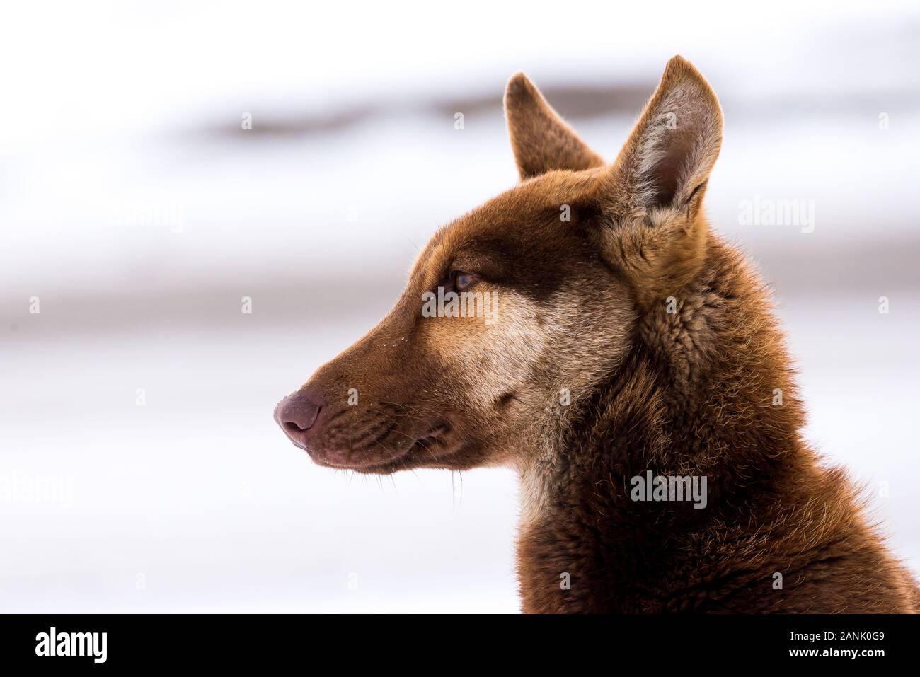 German Shepherd Dog Head Closeup Stock Photo - Alamy