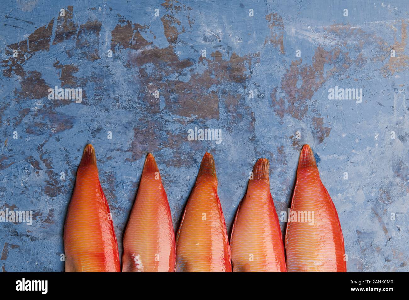 Beautiful tropical red sea fish Pearly razorfish on a blue background ...