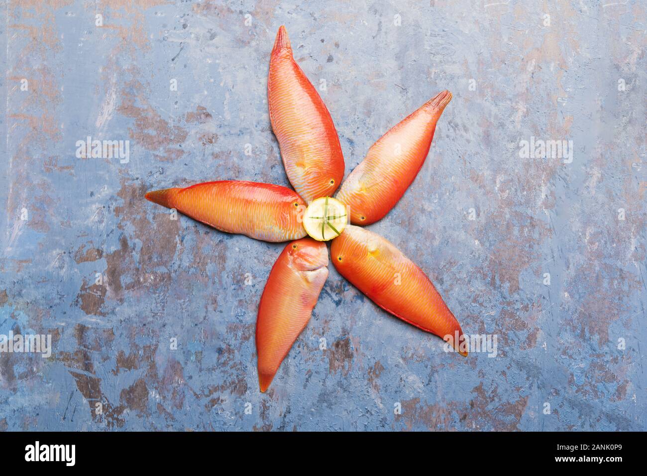 Beautiful tropical red sea fish Pearly razorfish on a blue background ...