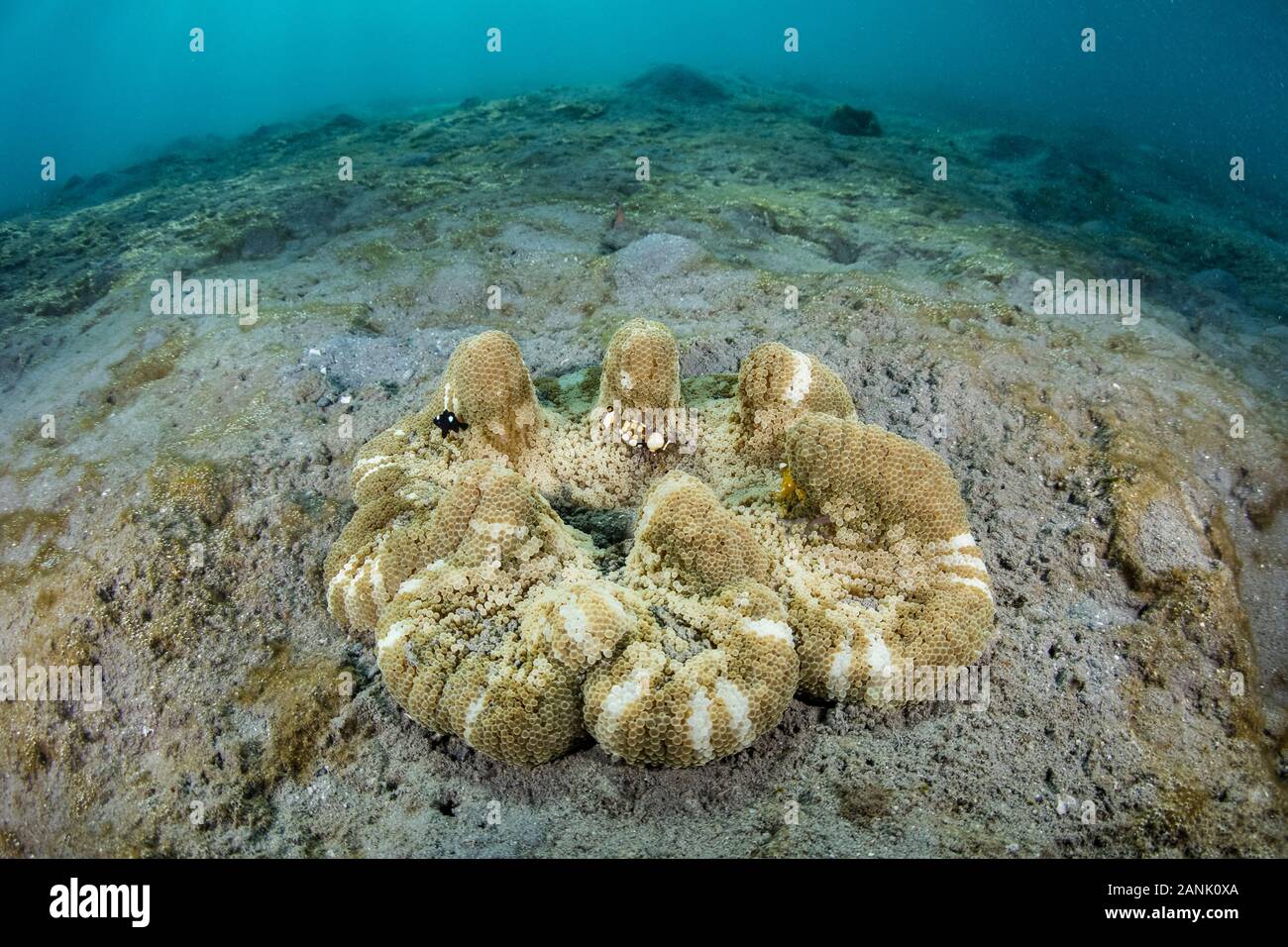 A small carpet anemone plays host to tiny symbiotic shrimp on a sandy ... A small carpet anemone plays host to tiny symbiotic shrimp on a sandy ...