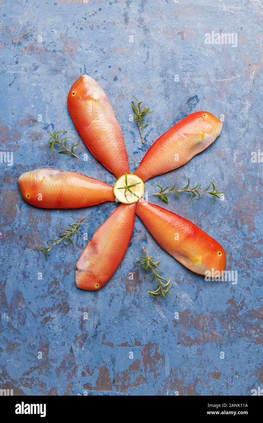 Beautiful tropical red sea fish Pearly razorfish on a blue background ...