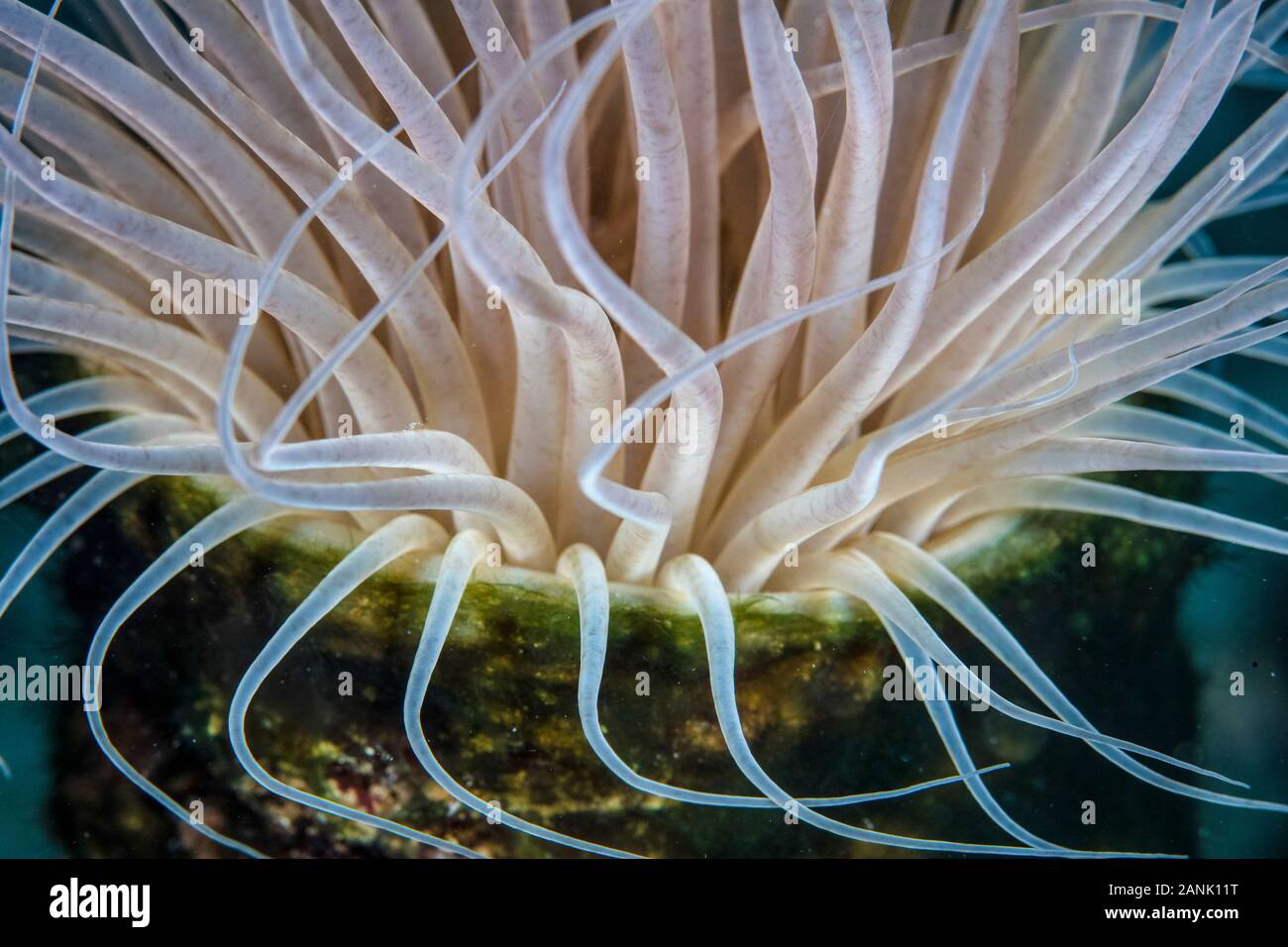 Detail of the tentacles of a tube anemone, Cerianthid sp., growing in a ...