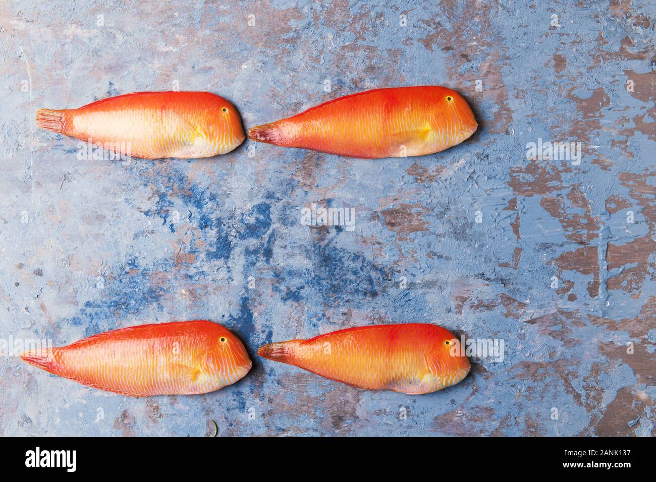 Beautiful tropical red sea fish Pearly razorfish on a blue background ...